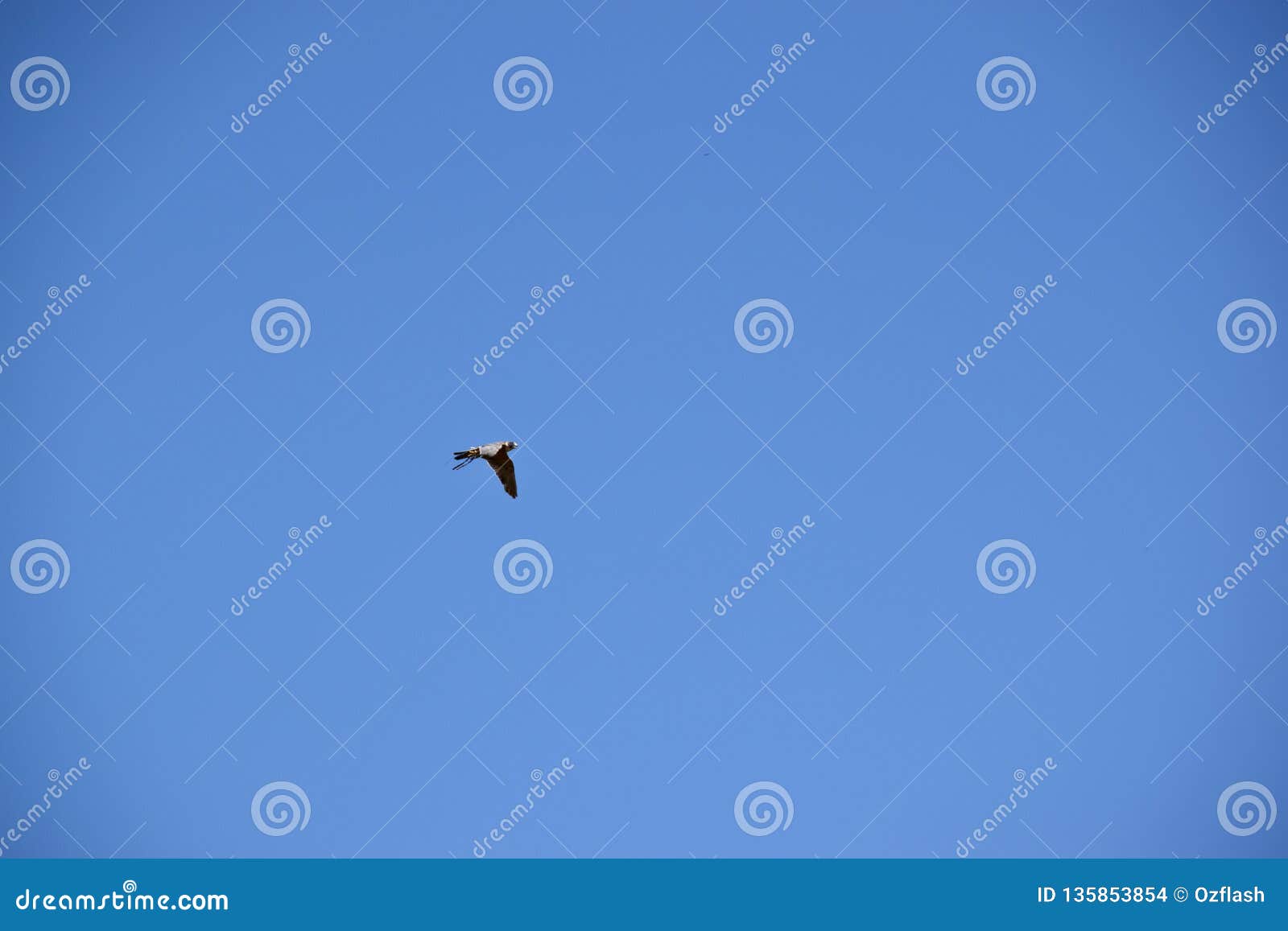 Australian Hobby Falcon stock photo. Image of feathers - 135853854