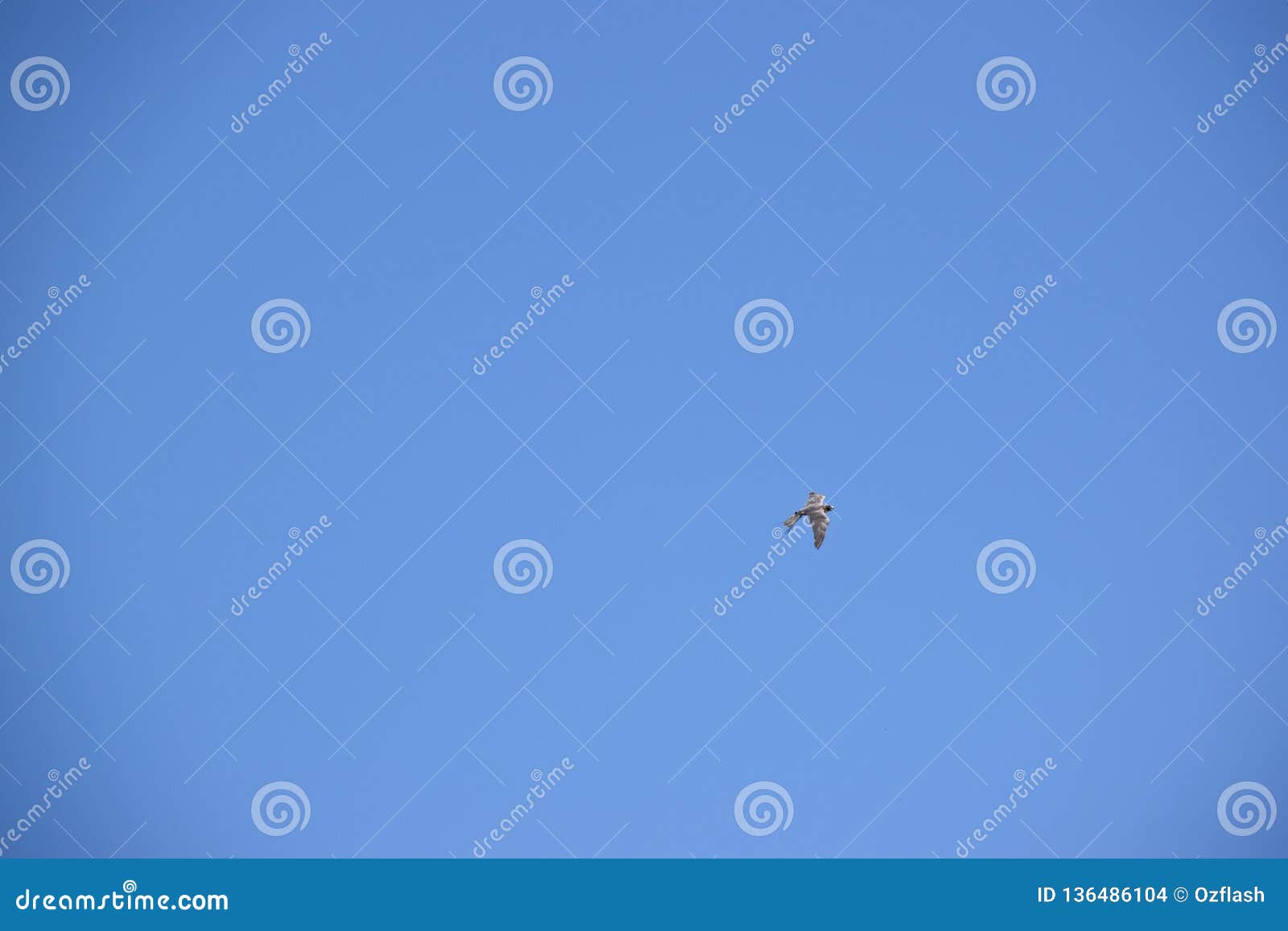 Australian Hobby Falcon stock photo. Image of feathers - 136486104