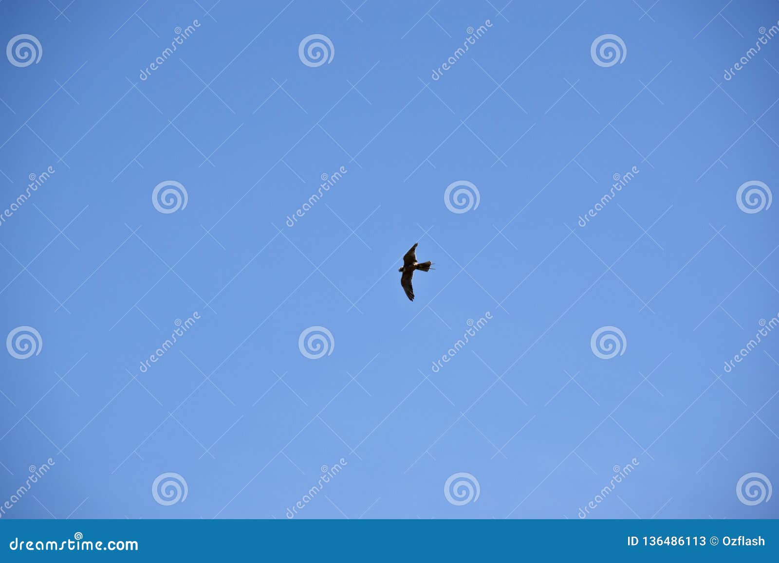 Australian Hobby Falcon stock image. Image of bird, close - 136486113