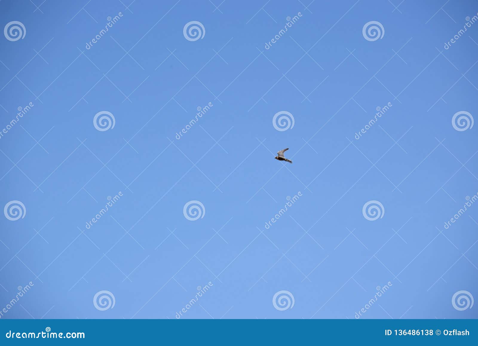 Australian Hobby Falcon stock photo. Image of eyes, brown - 136486138