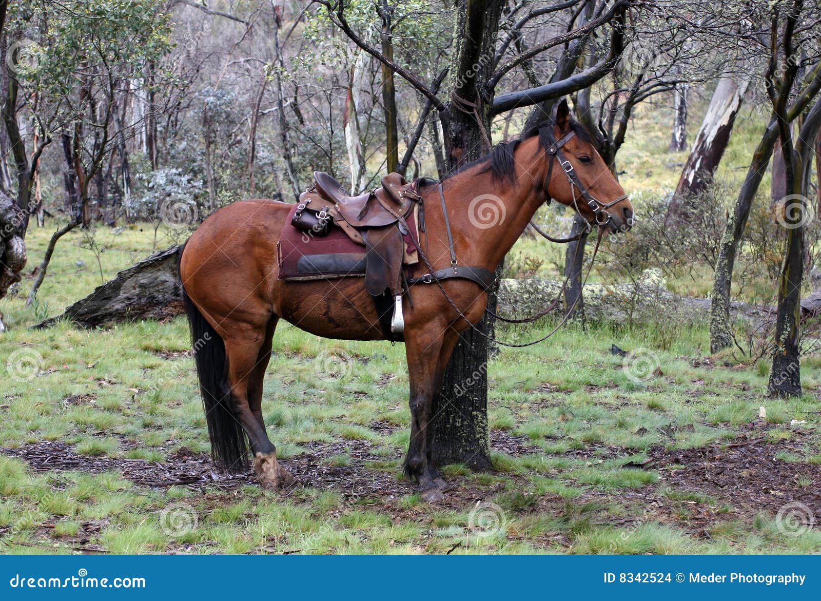 Australian Horse stock photo. Image of mother, outback - 8342524