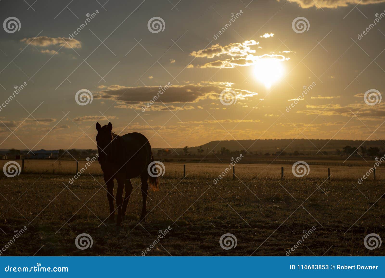 Australian Horse in a Country Paddock. Stock Image - Image of head ...