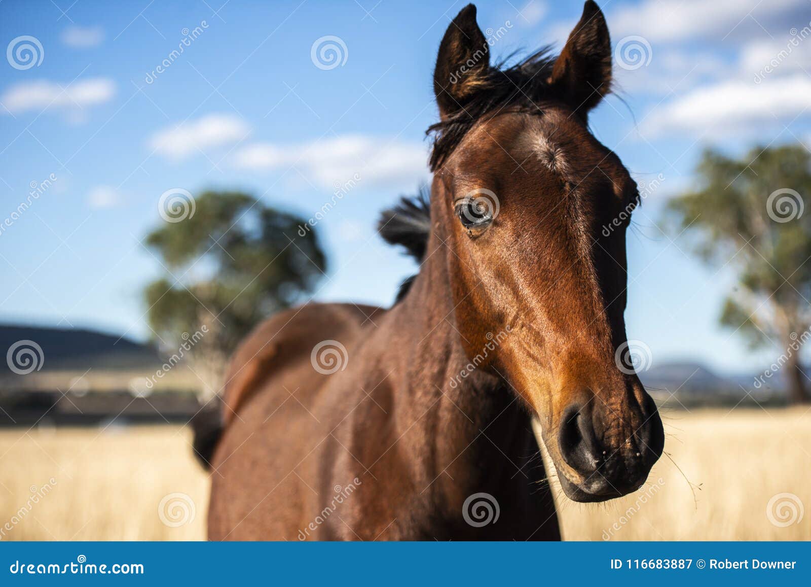 Australian Horse in a Country Paddock. Stock Image - Image of face ...