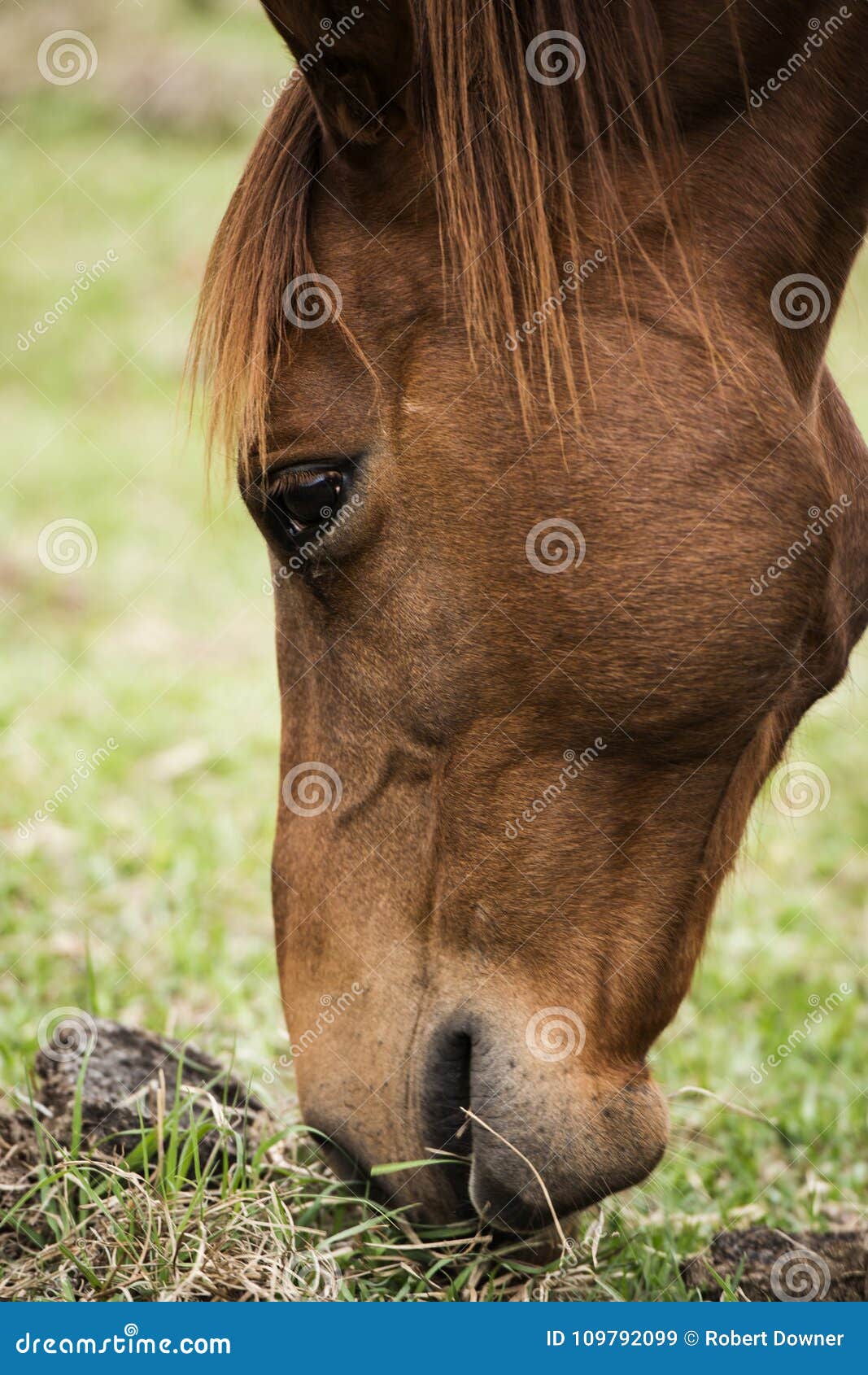 Australian Horse in the Paddock Stock Image - Image of horse ...