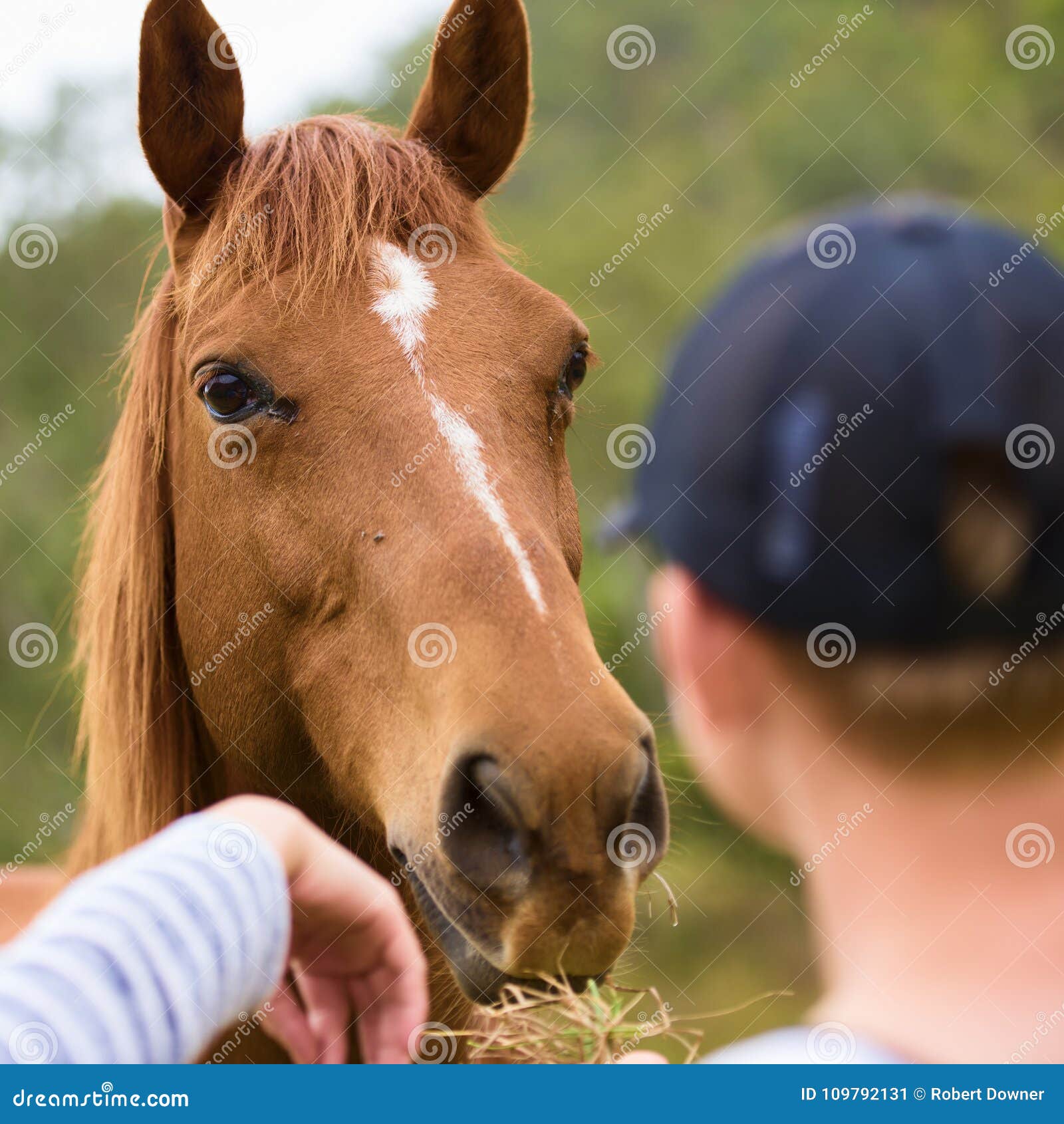 Australian Horse in the Paddock Stock Image - Image of swiftness ...