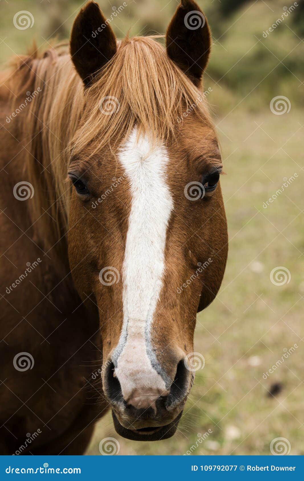 Australian Horse in the Paddock Stock Image - Image of face, strength ...