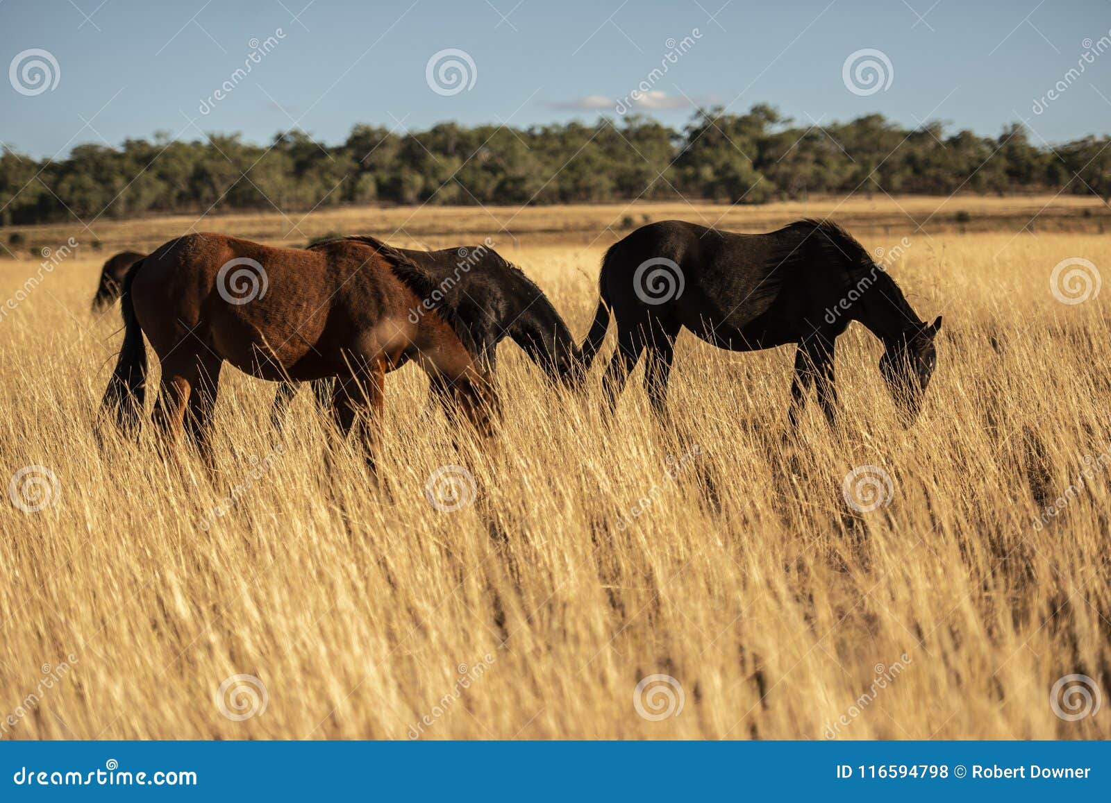 Australian Horses in the Paddock Stock Photo - Image of animal, mammal ...