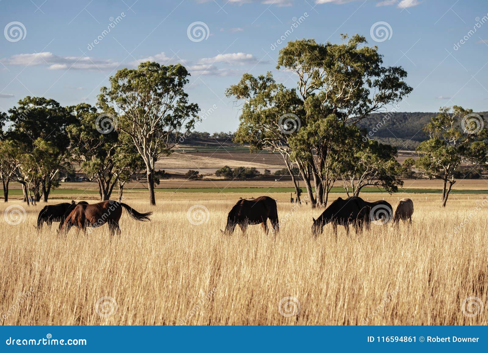 Australian Horses in the Paddock Stock Image - Image of thoroughbred ...