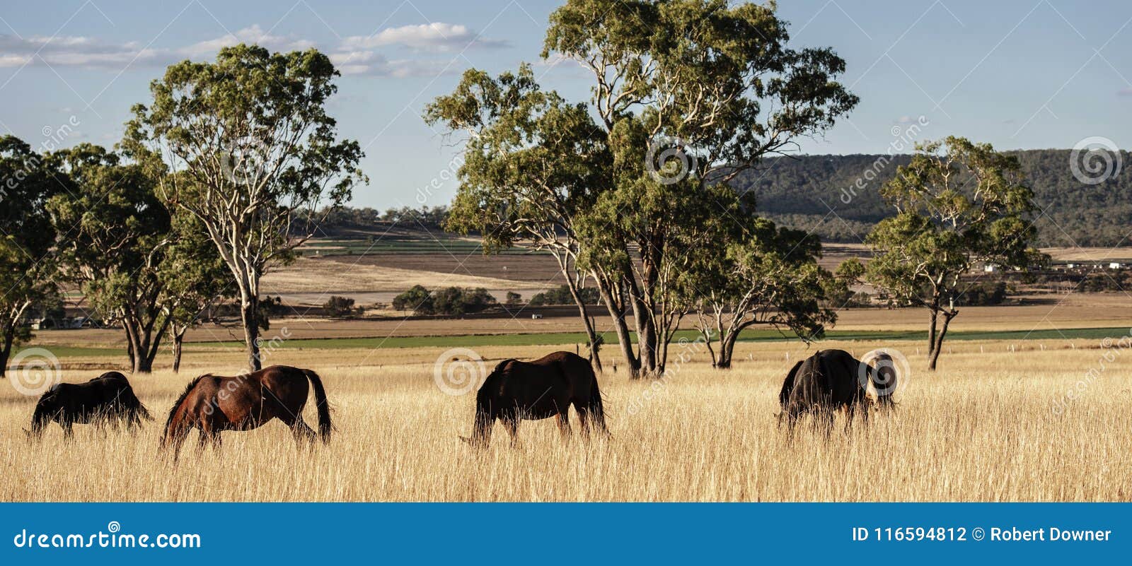 Australian Horses in the Paddock Stock Photo - Image of australia ...