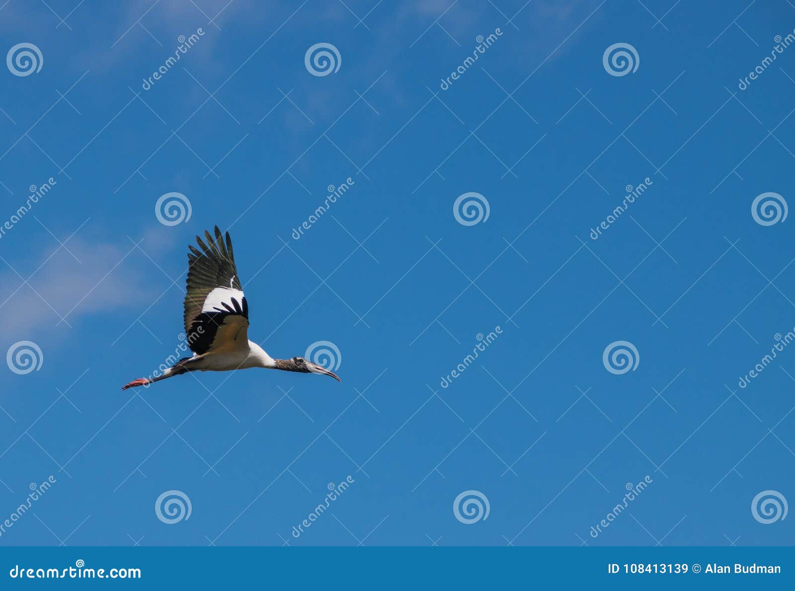 Beautiful Australian Ibis in Flight Stock Image - Image of bill ...