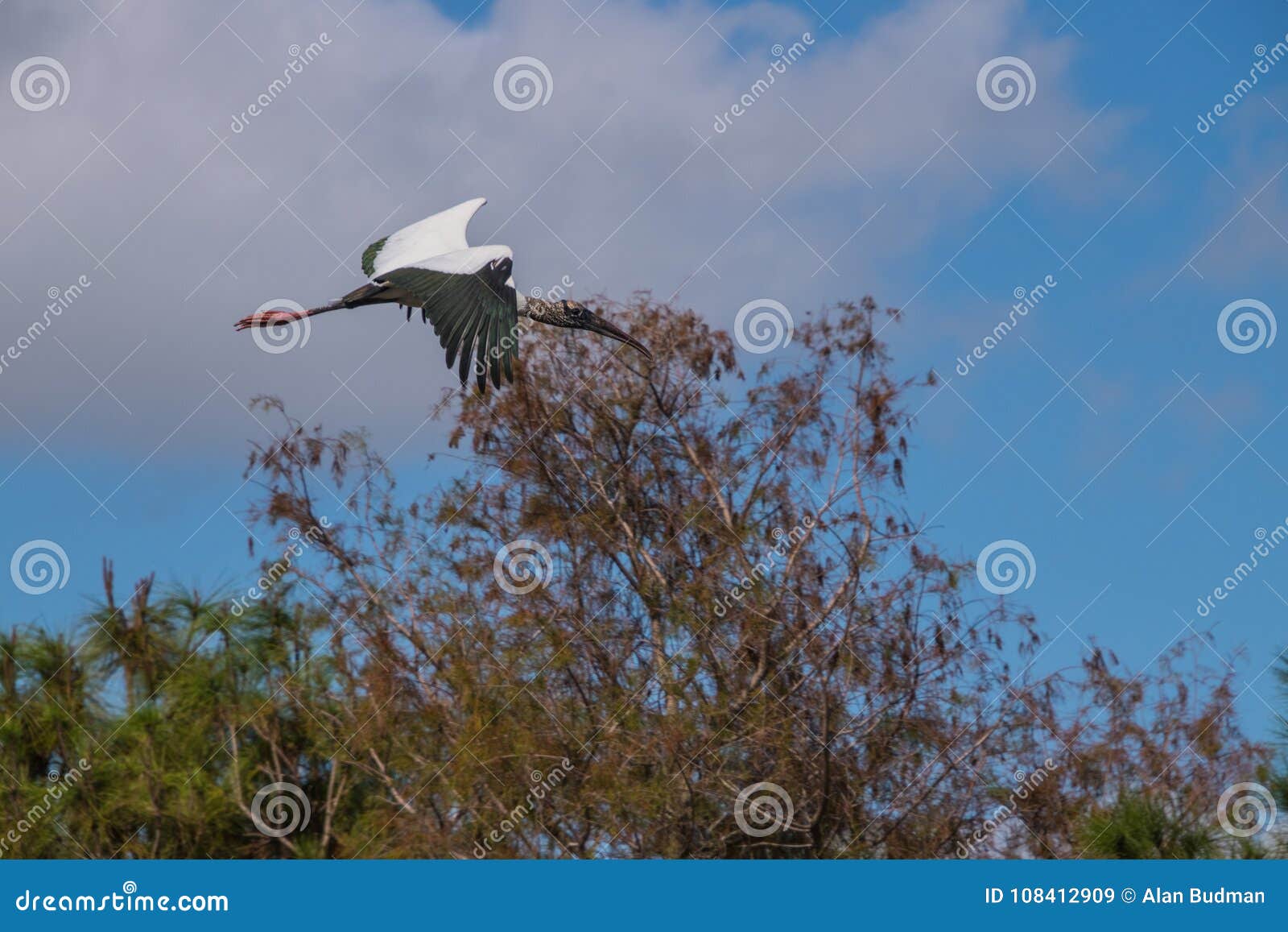 Beautiful Australian Ibis in Flight Stock Image - Image of legs ...