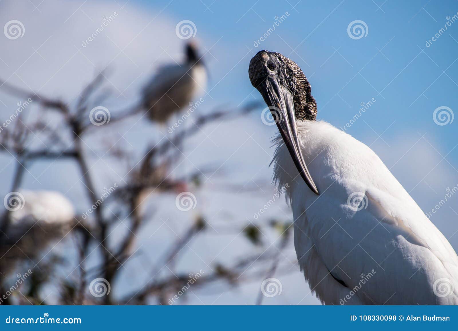 Australian Ibis with Sky Background Stock Photo - Image of closeup ...