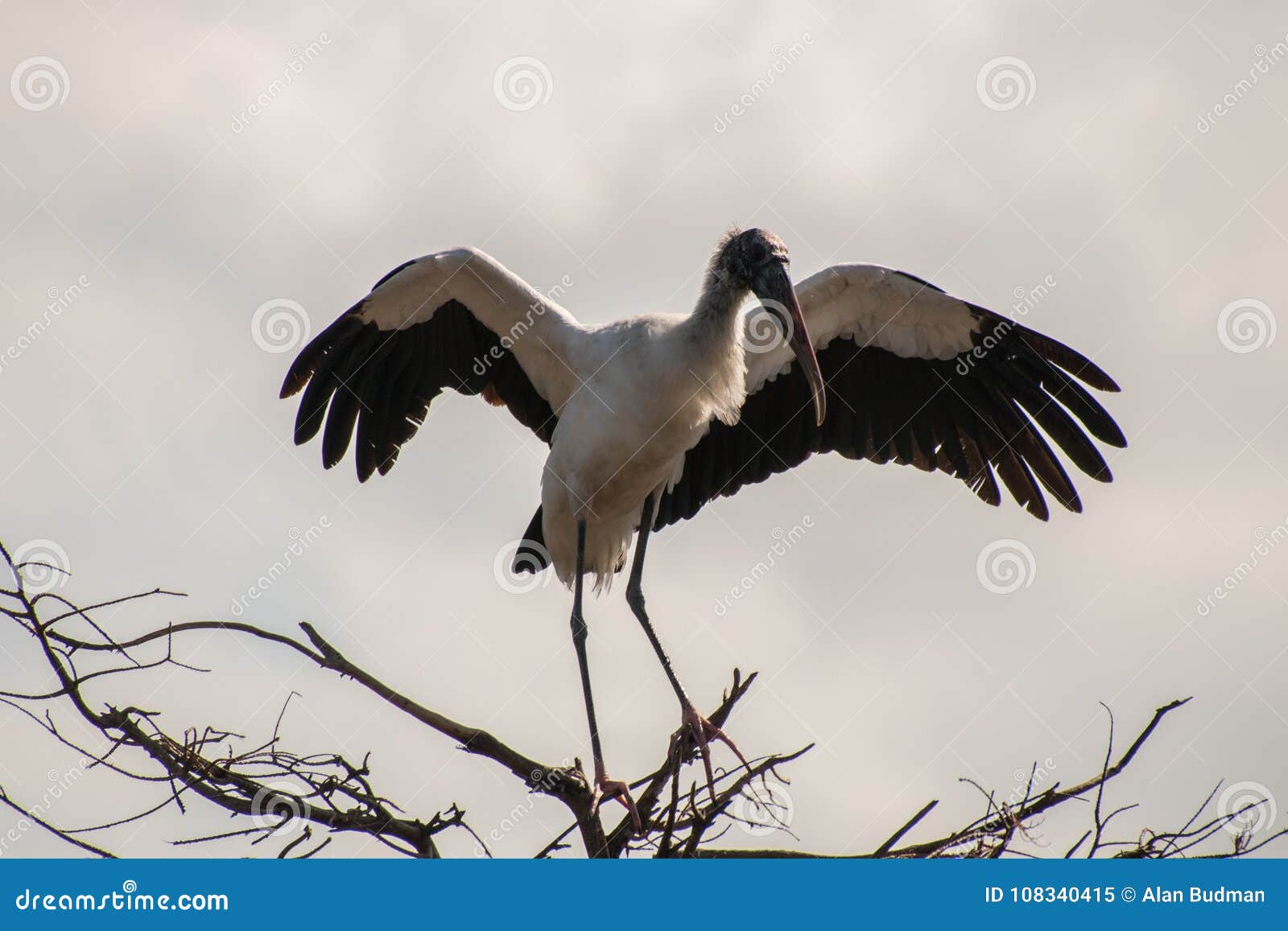 Australian Ibis with Wings Spread Stock Image - Image of plumage, bird ...