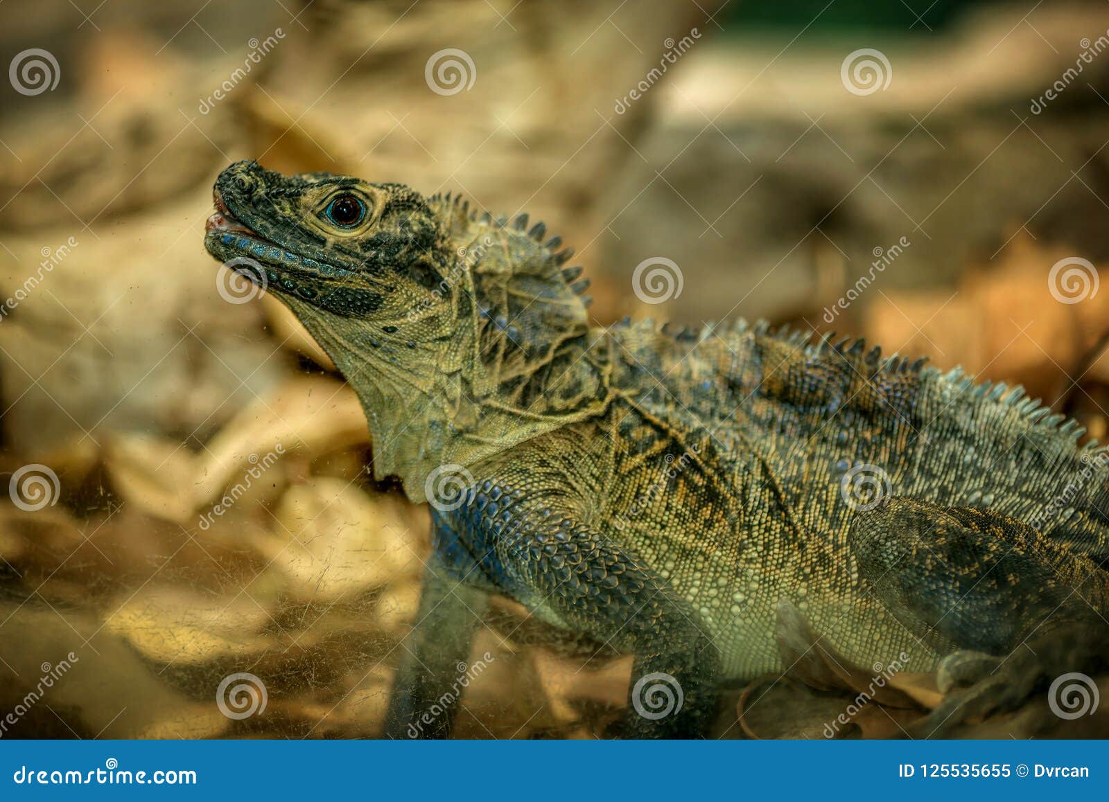 Australian Iguana Lizard at the Zoo Stock Image - Image of colours ...