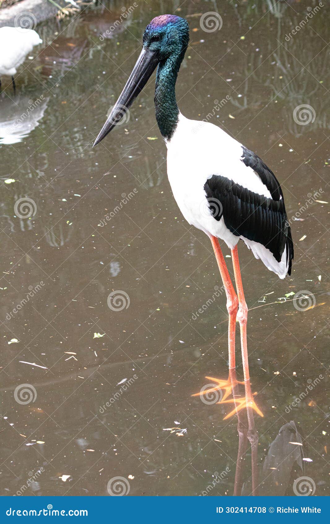 Australian Jabiru Bird Stock Image | CartoonDealer.com #85967323