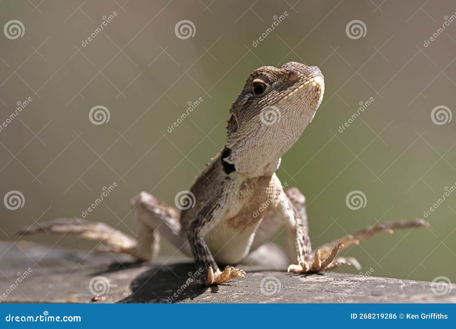 Australian Jacky Lizard stock photo. Image of surface - 268219286
