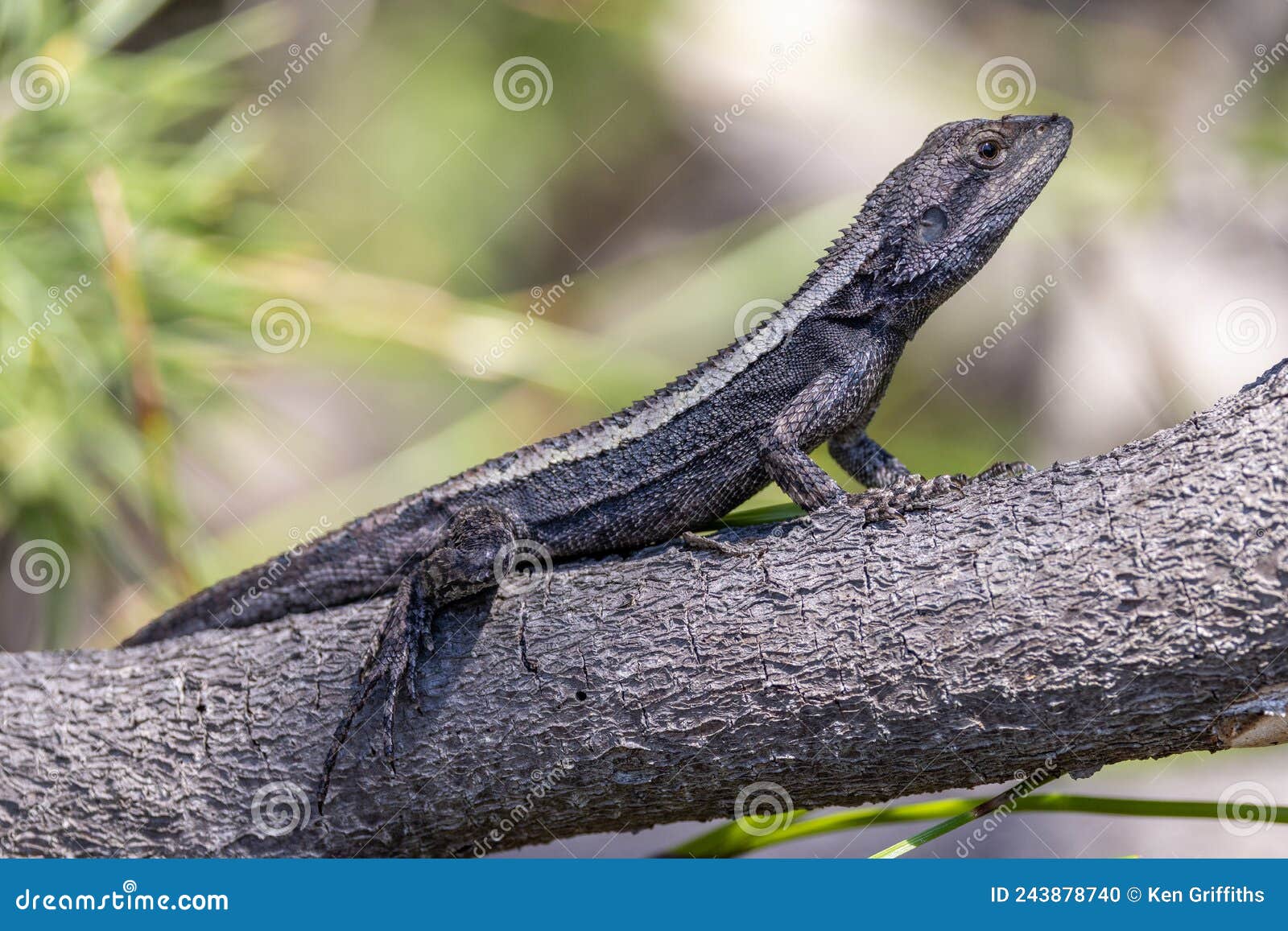 Australian Jacky Lizard stock photo. Image of jacky - 243878740