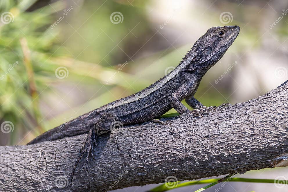 Australian Jacky Lizard stock photo. Image of jacky - 243878740