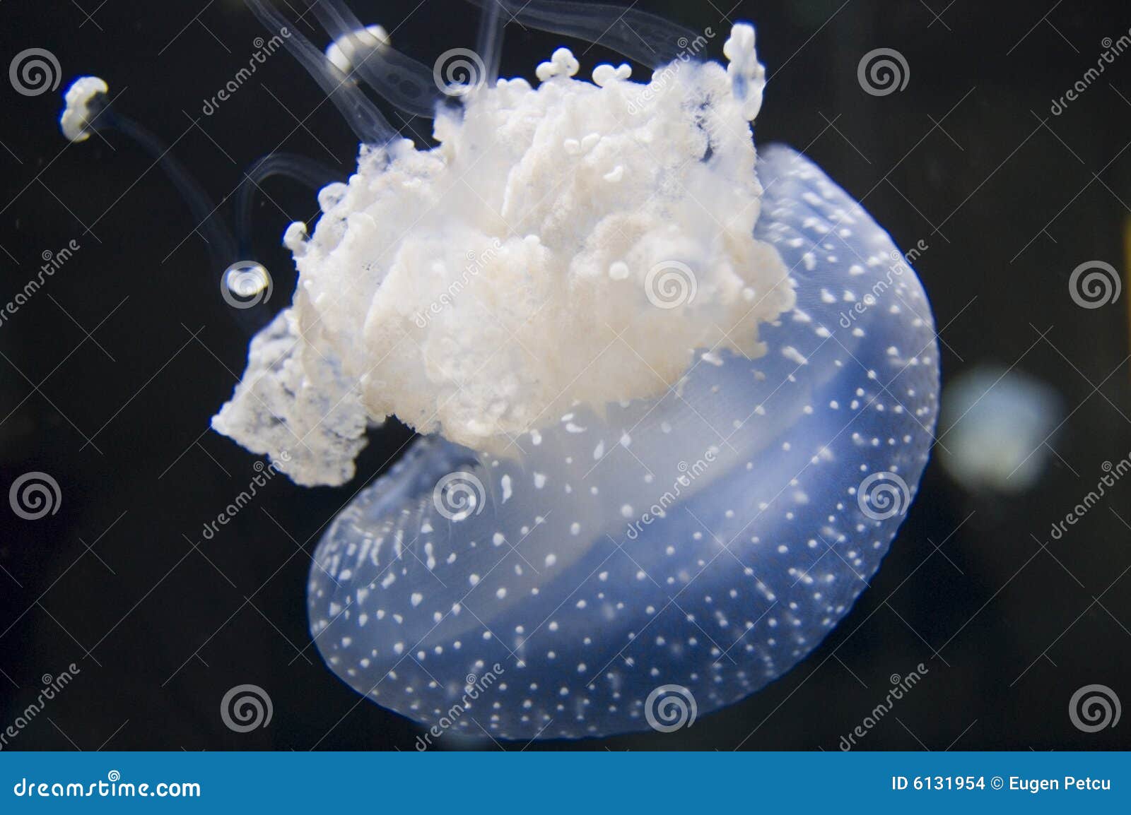 Australian Jellyfish stock photo. Image of jellyfish, water - 6131954