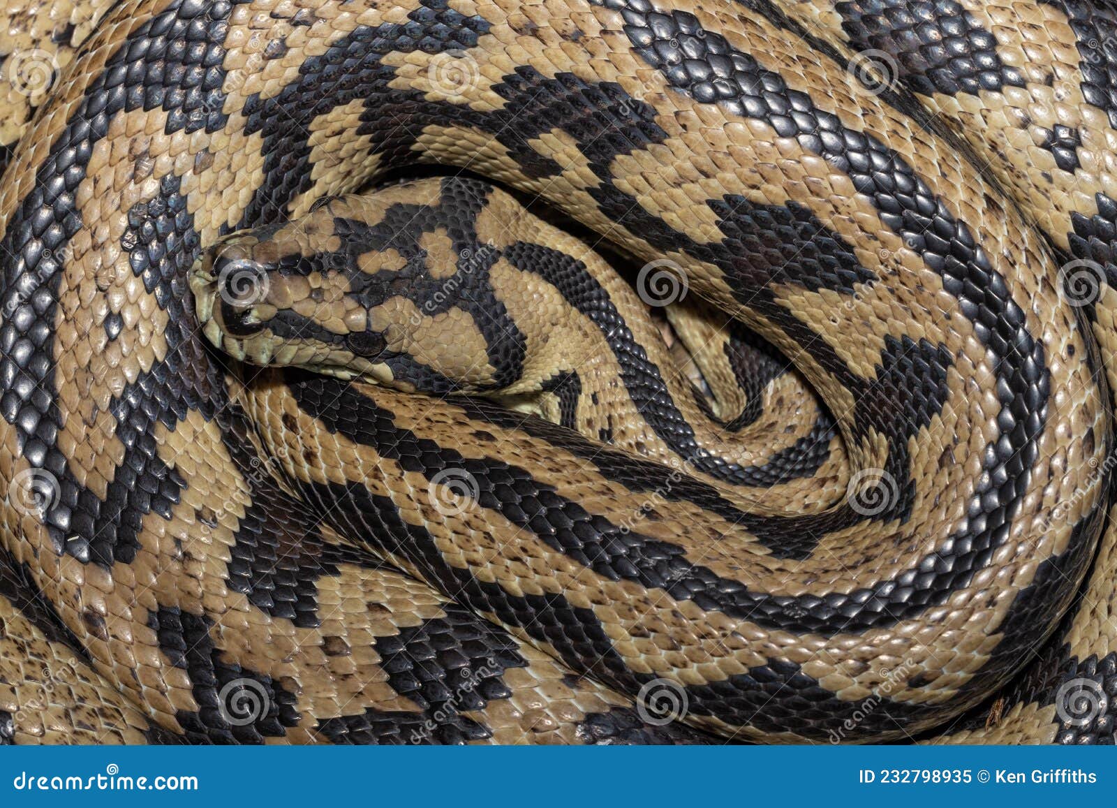 Jungle Carpet Python stock image. Image of cheynei, nature - 232798935