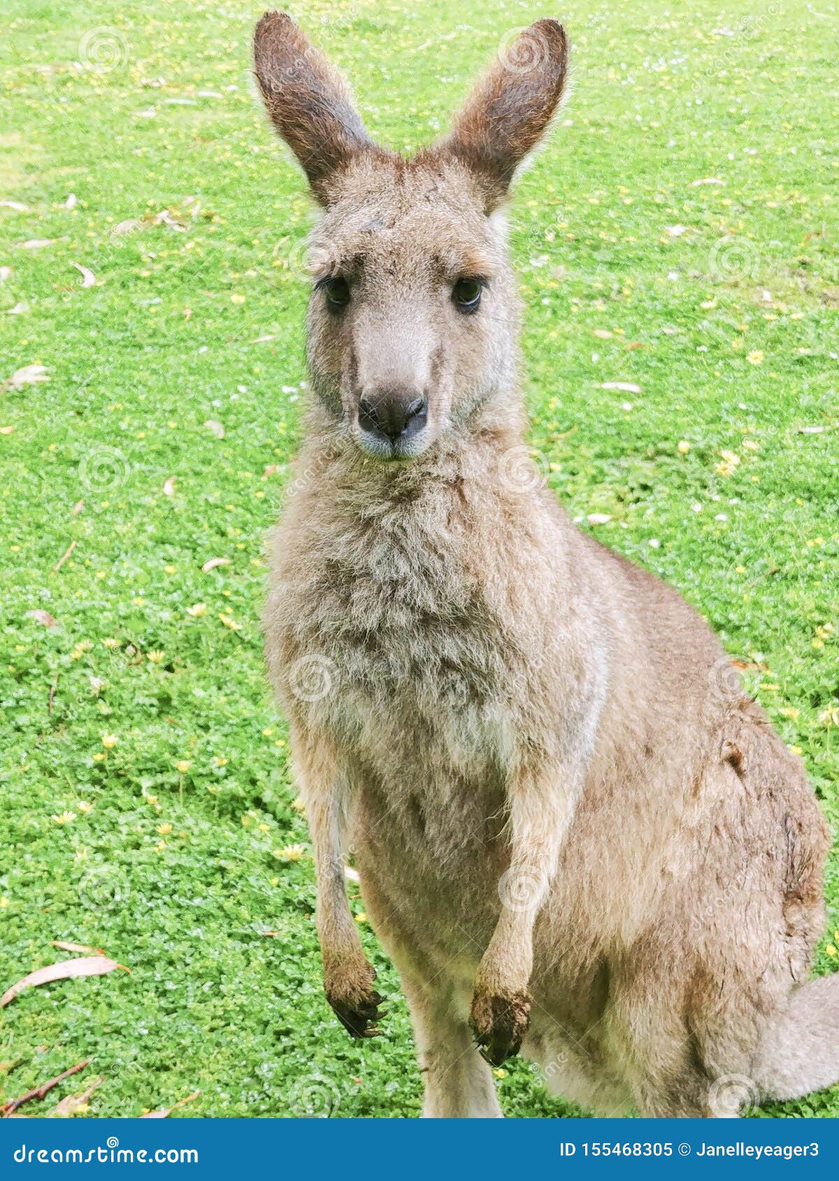 Red Australian Kangaroo Close Up Stock Image - Image of australia ...