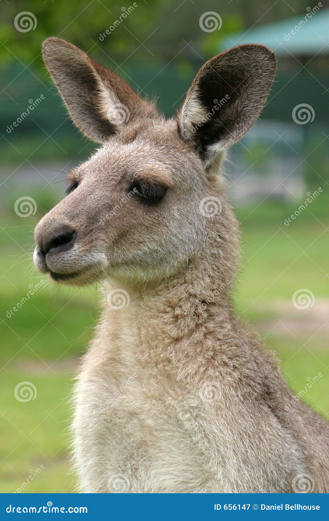 Australian Kangaroo stock image. Image of kangaroo, watching - 656147
