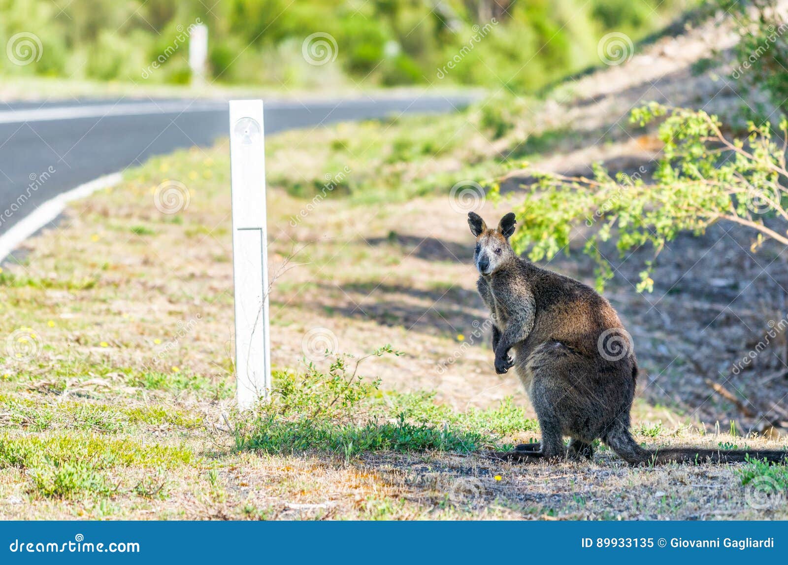 Australian Kangaroo Along the Forest, Australia Stock Image - Image of ...