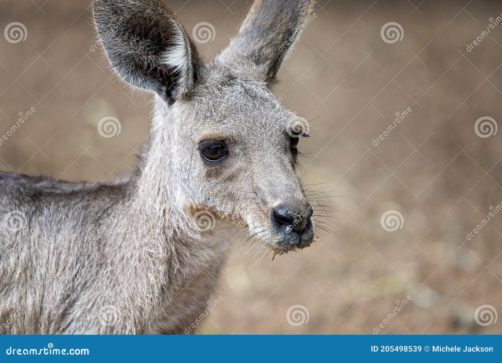 Australian Kangaroo stock image. Image of long, cute - 205498539