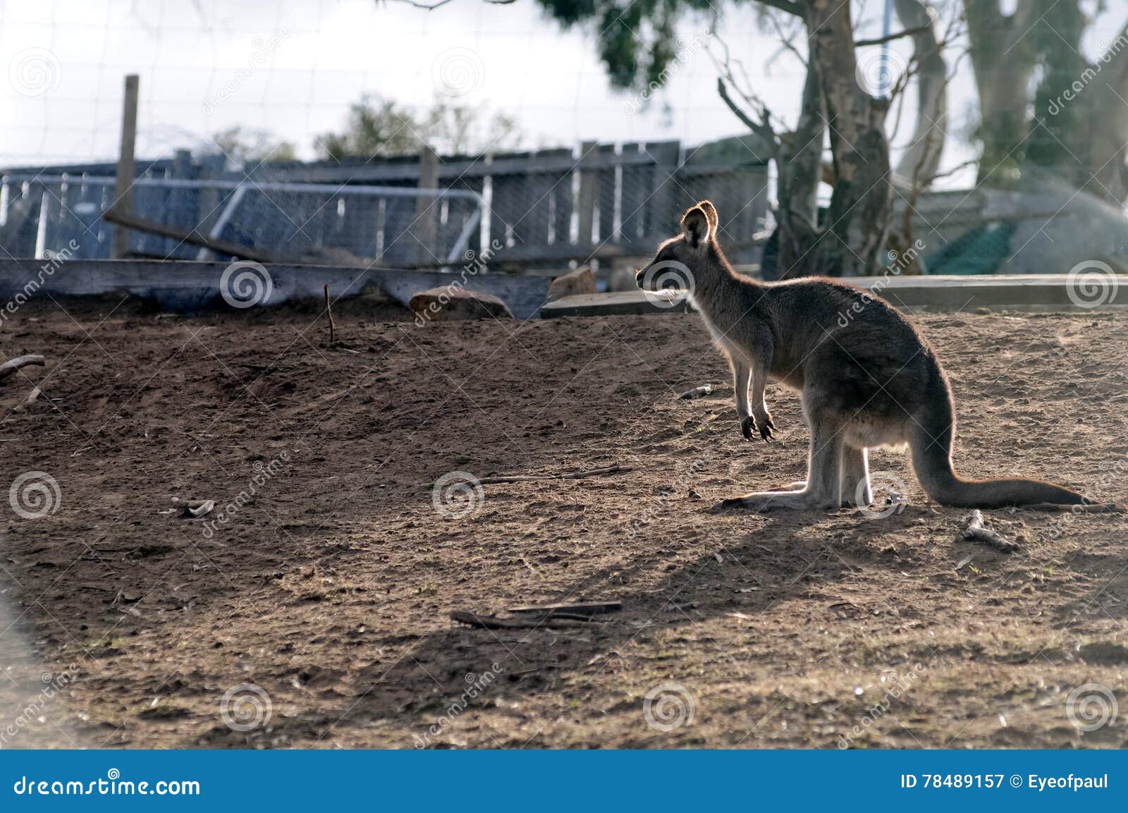 Australian Kangaroo in Dramatic Evening Light Stock Image - Image of ...