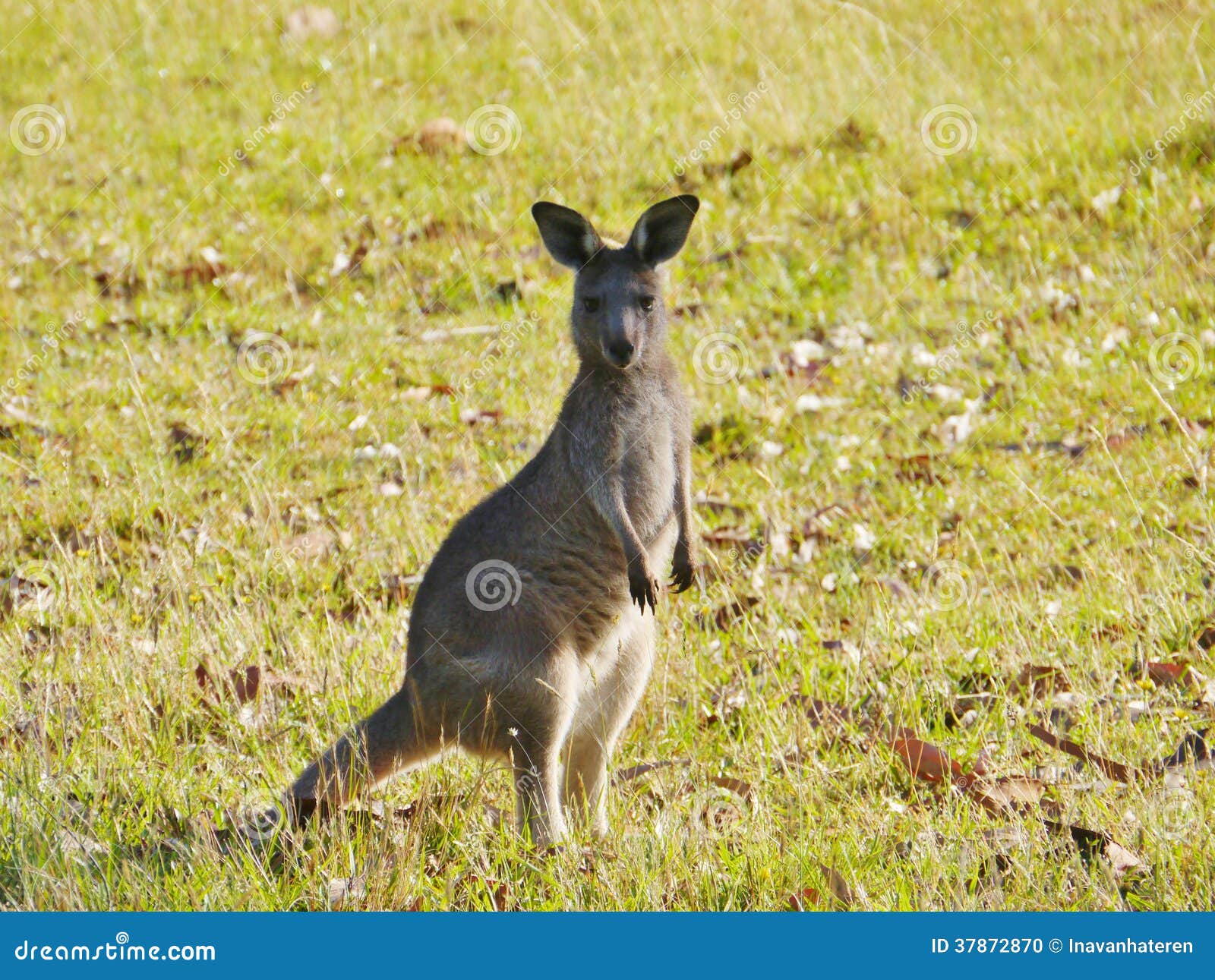 Australian Red Kangaroo Looks Curious As He Is Photographed, Western ...