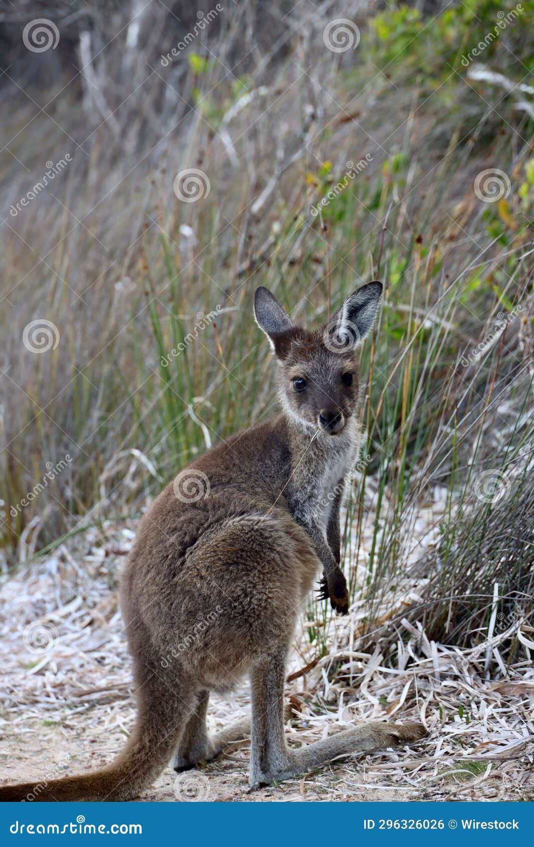 Australian Kangaroo in a Grassy Landscape Looking at the Camera Stock ...