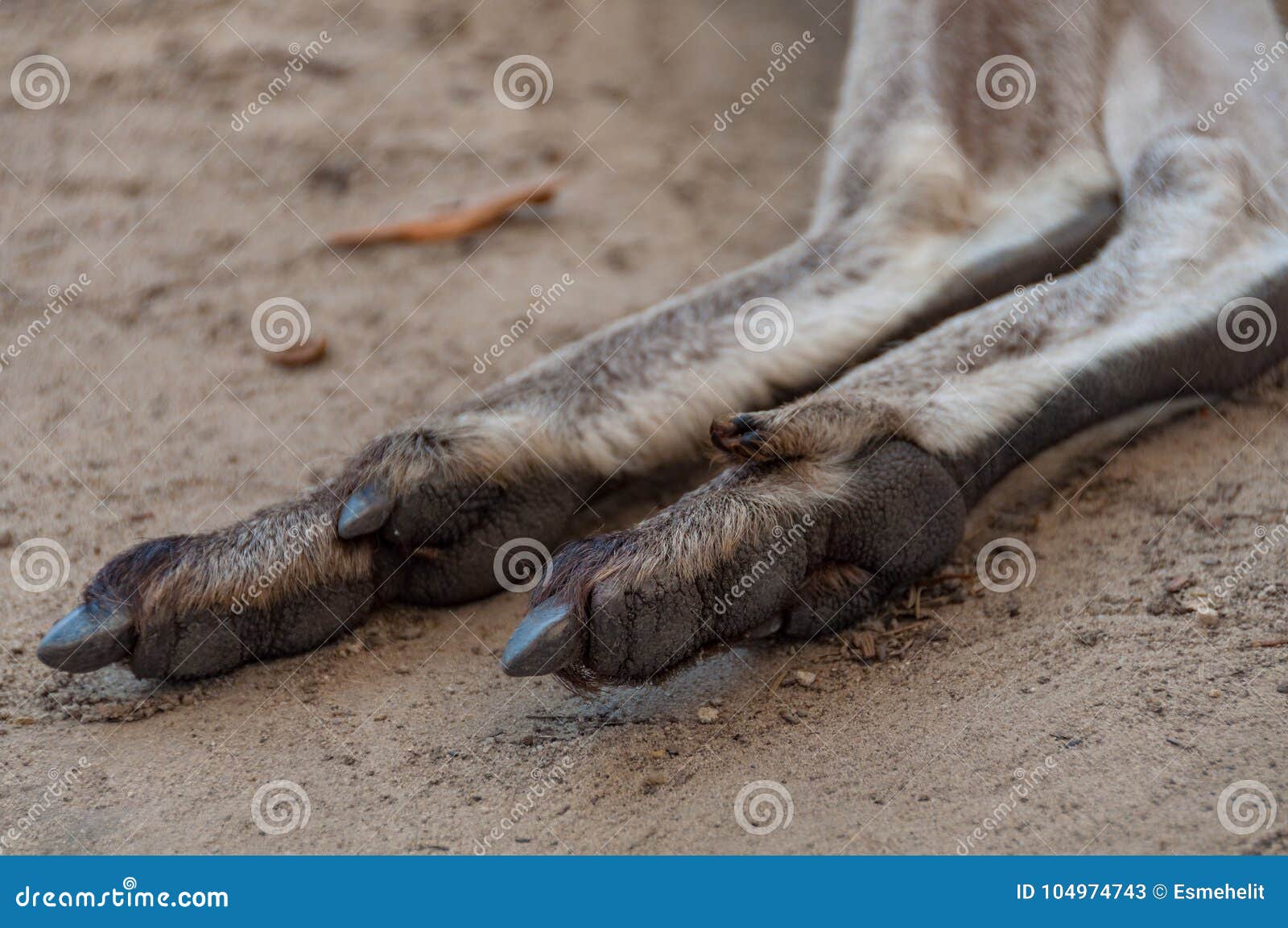 Kangaroo Feet