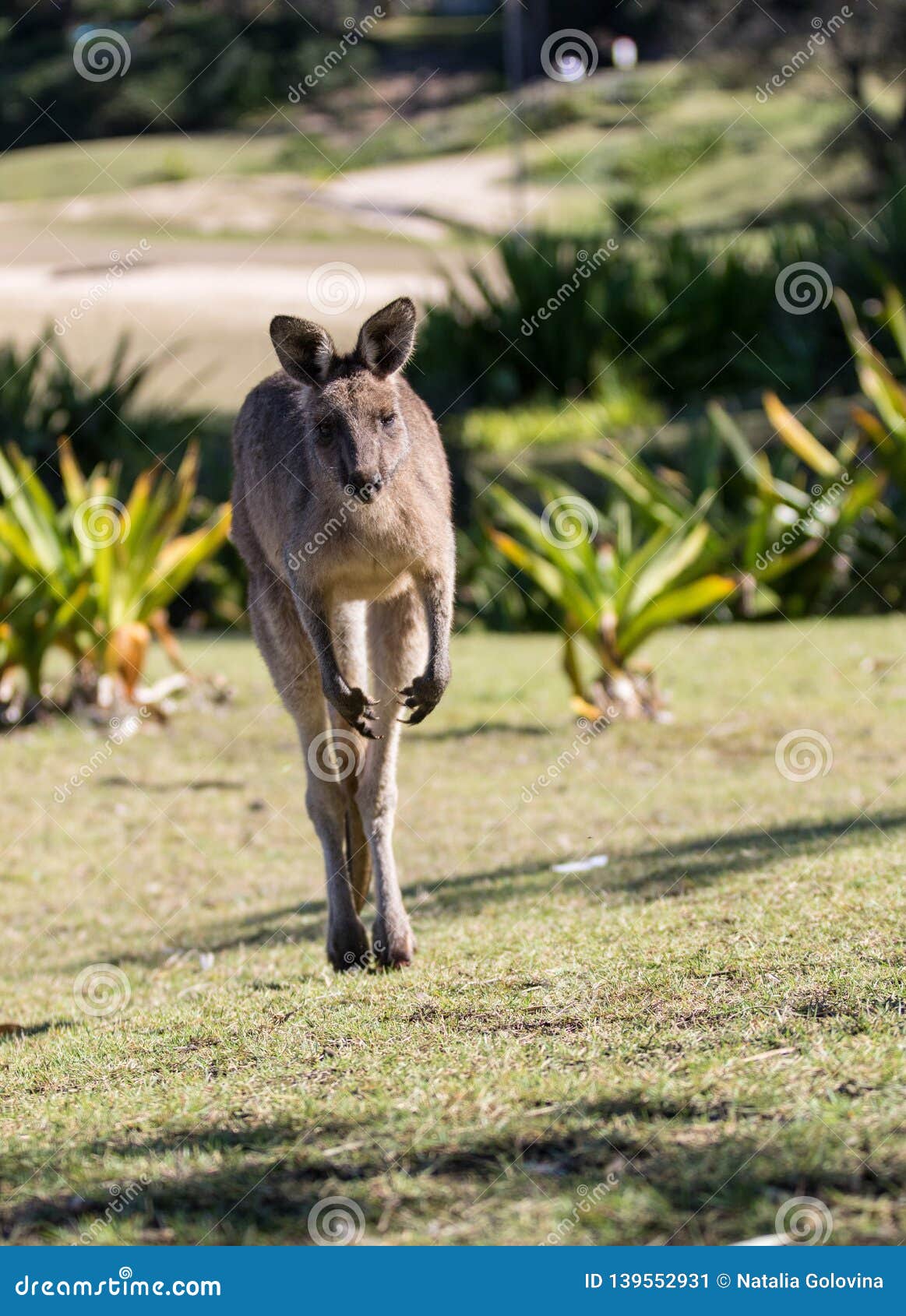 Australian Kangaroo while Jumping Close Up Portrait Stock Image - Image ...