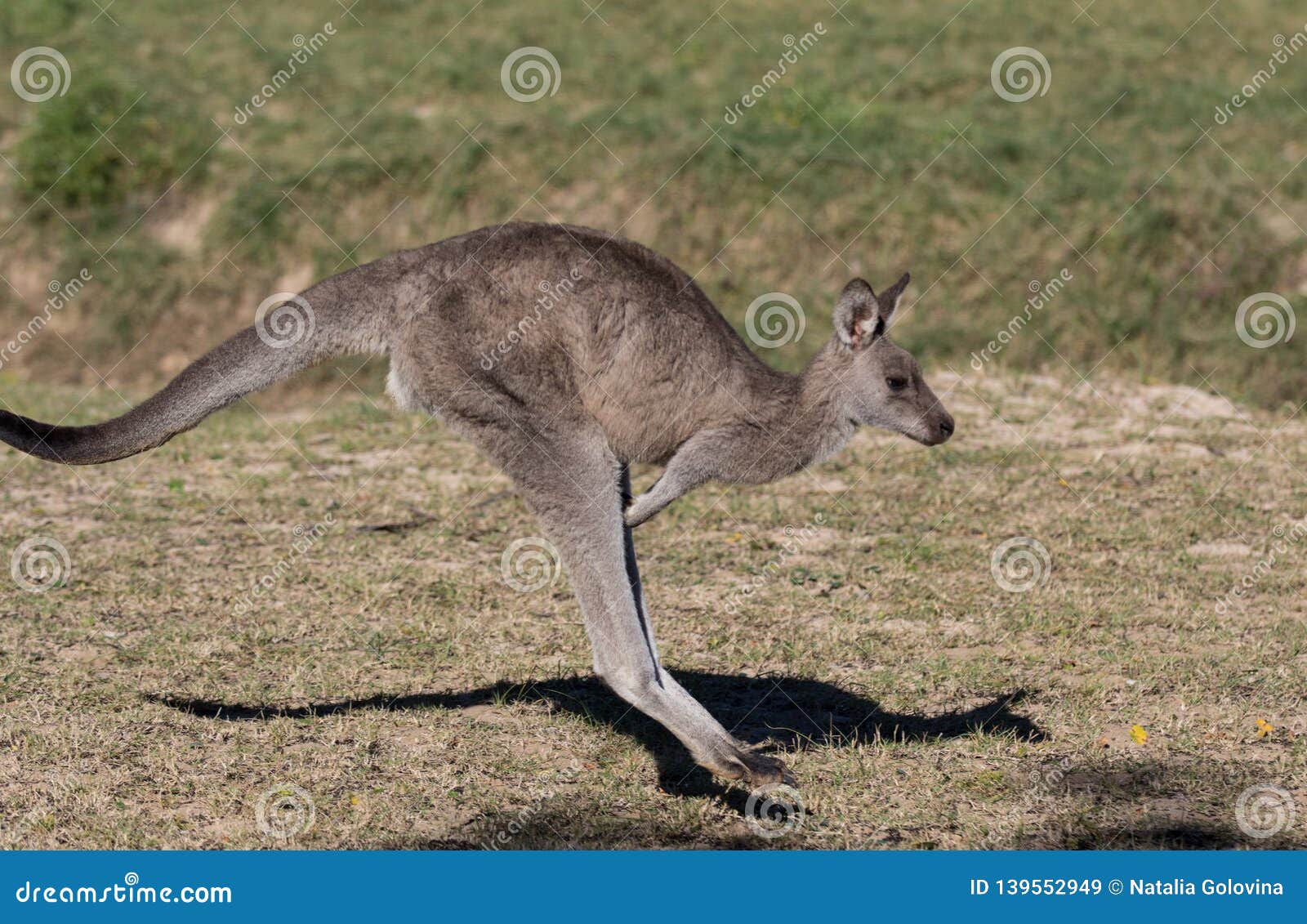 Australian Kangaroo while Jumping Close Up Portrait Stock Image - Image ...