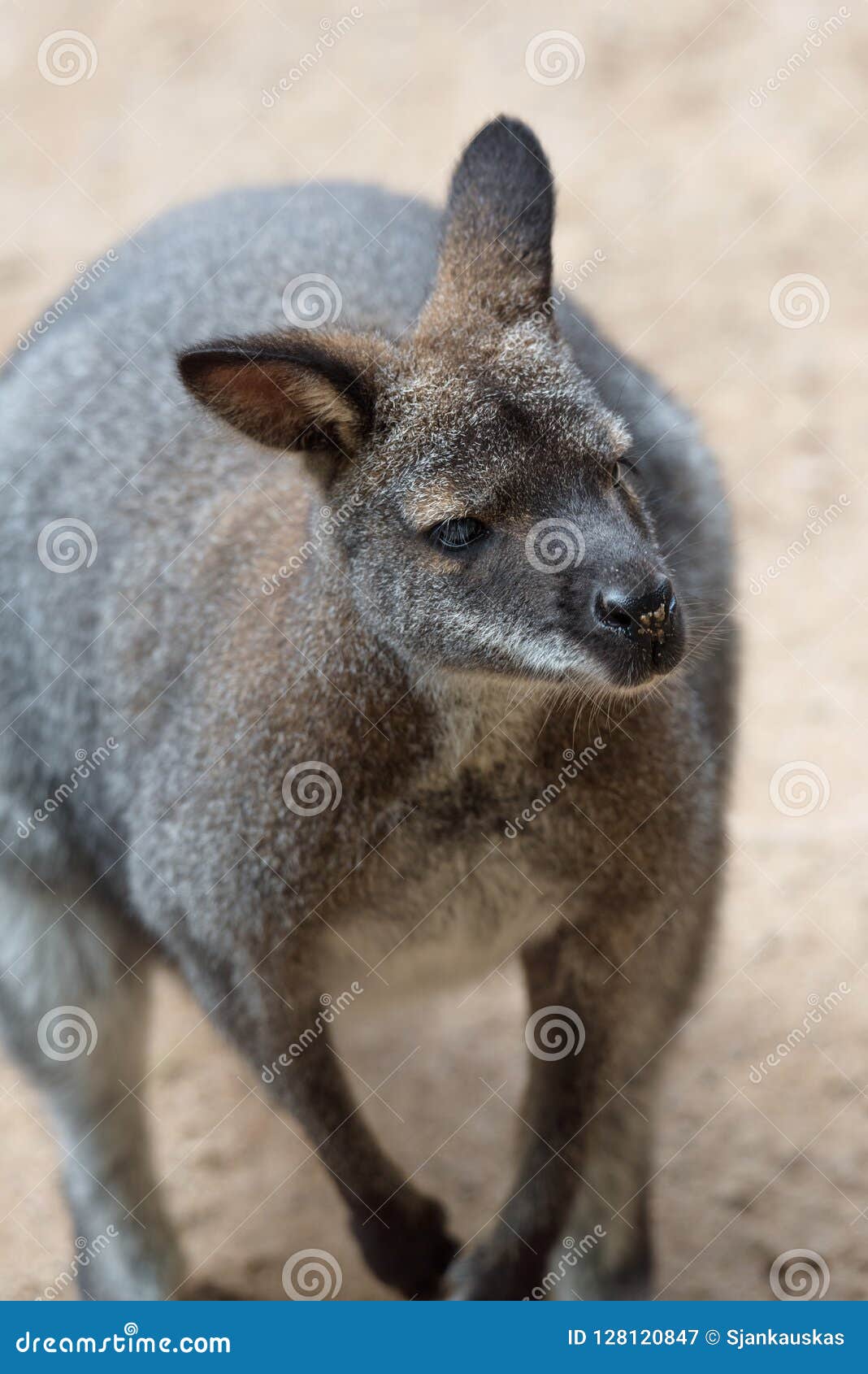 Australian Kangaroo Portrait Stock Image - Image of eyes, portrait ...