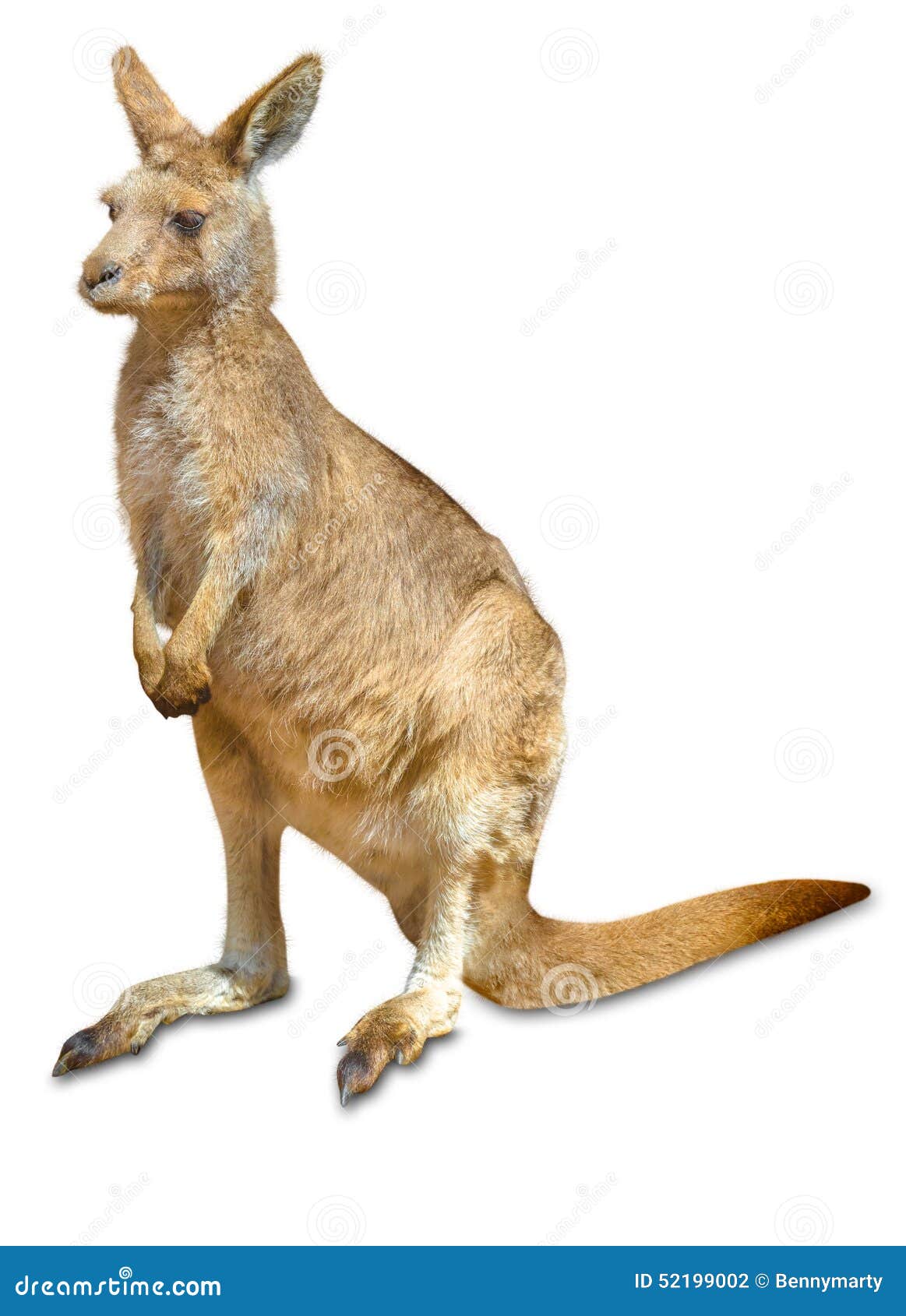 Australian Kangaroo stock photo. Image of animal, mammal - 52199002
