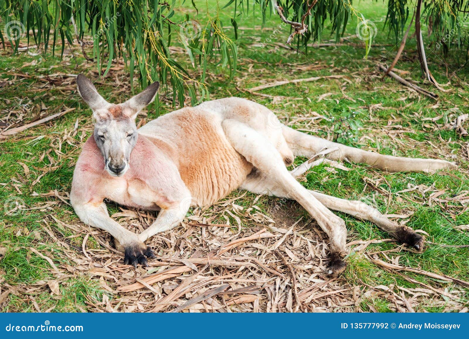 Australian Kangaroo Sleeping on the Grass Stock Photo - Image of ...