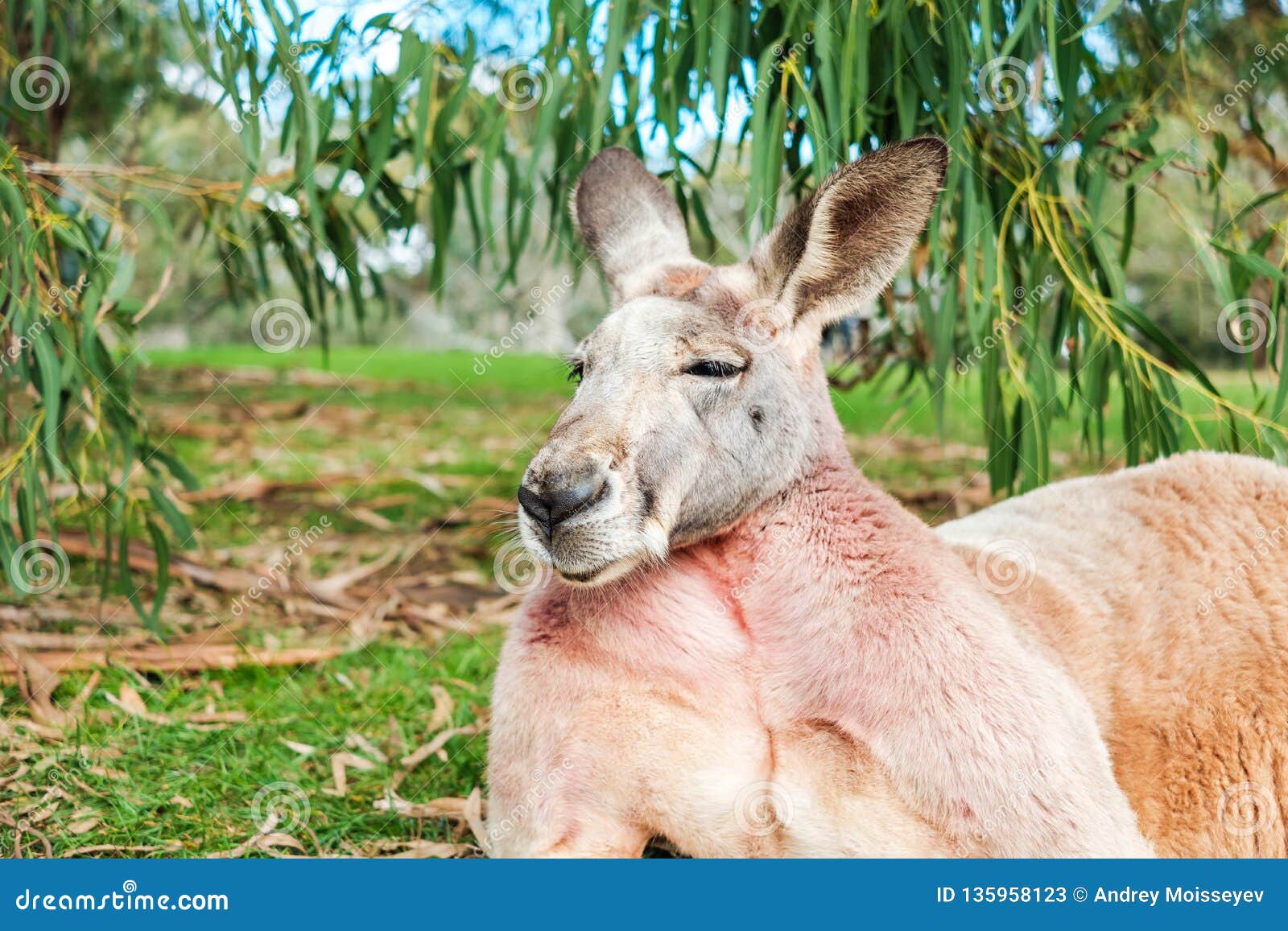 Australian Kangaroo Sleeping on the Grass Stock Image - Image of ...