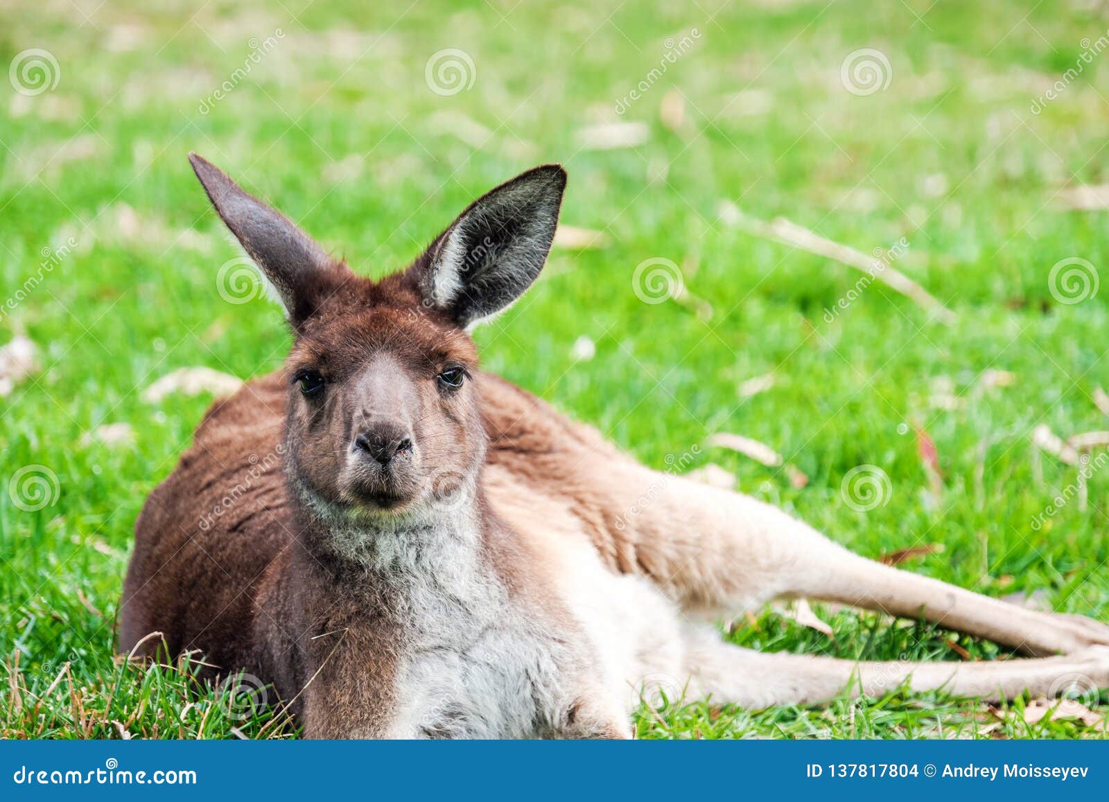 Australian Kangaroo Sleeping on the Grass Stock Photo - Image of ...
