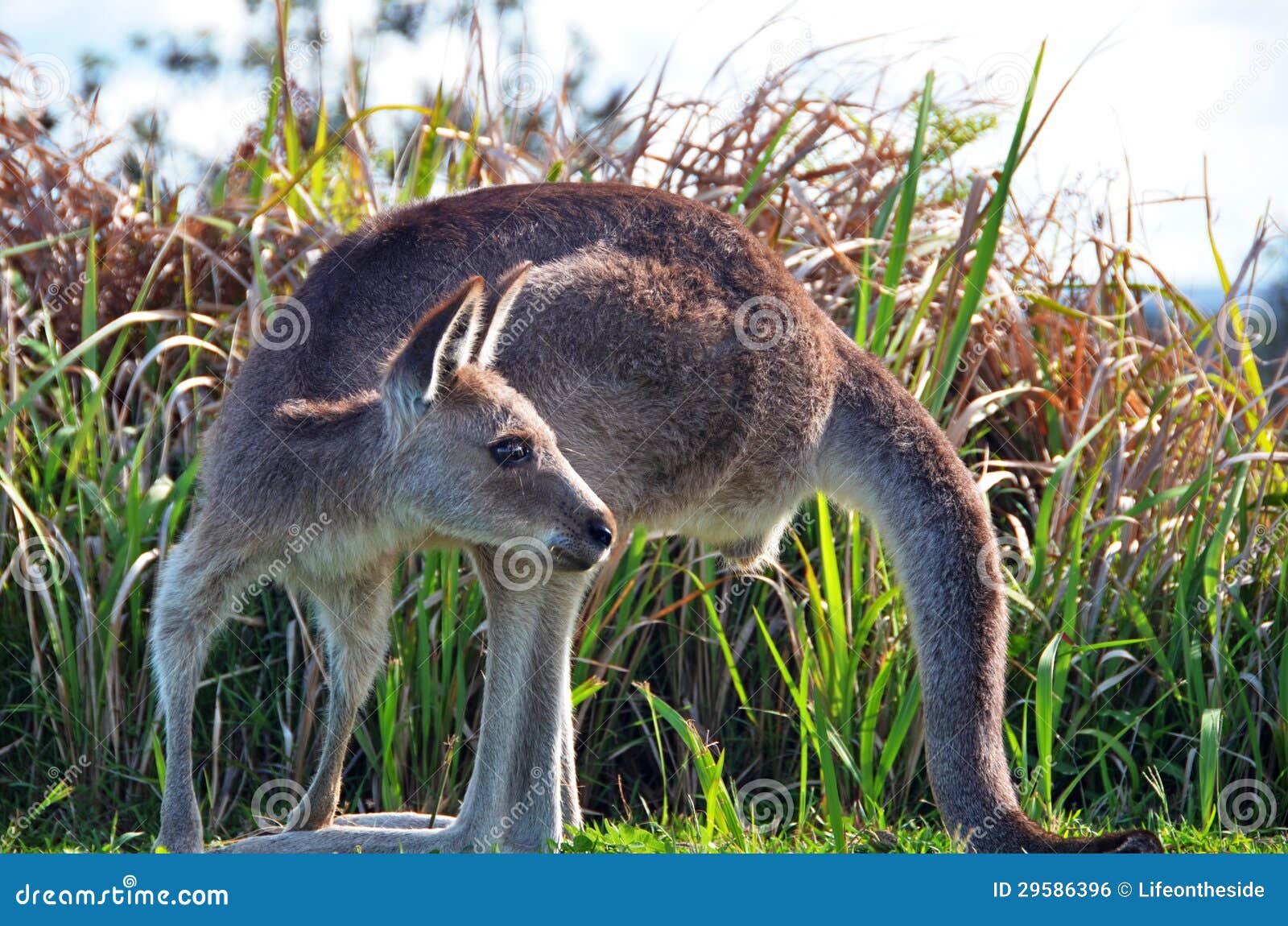 Australian Kangaroo Wild & Free in Bush Grass Stock Photo - Image of ...