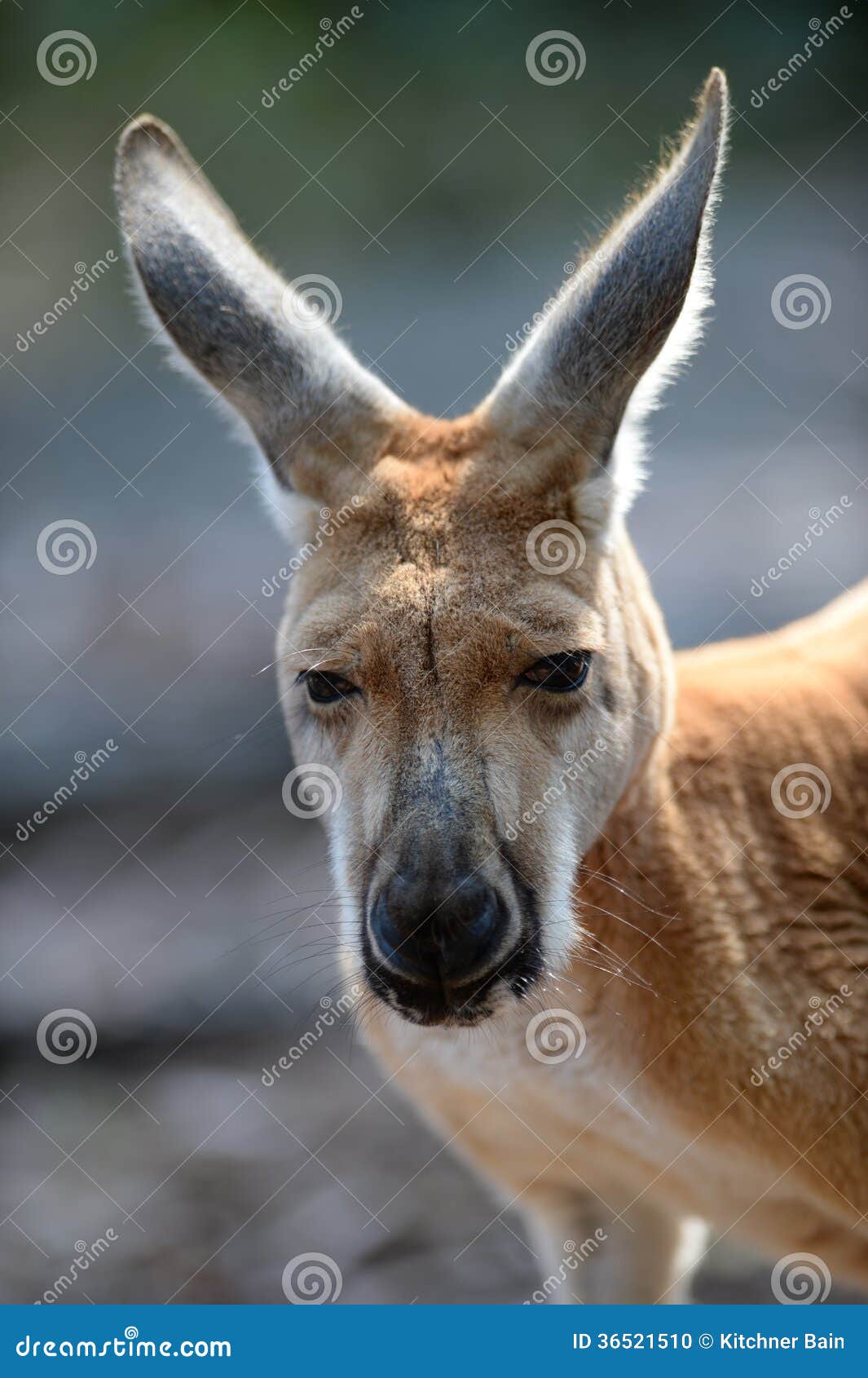 Australian Kangaroos stock photo. Image of mammal, ears - 36521510