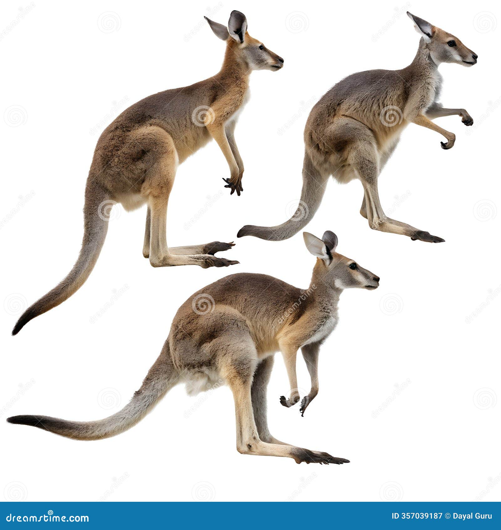 Kangaroos Hopping Across Desert Sunset Vector Illustration ...