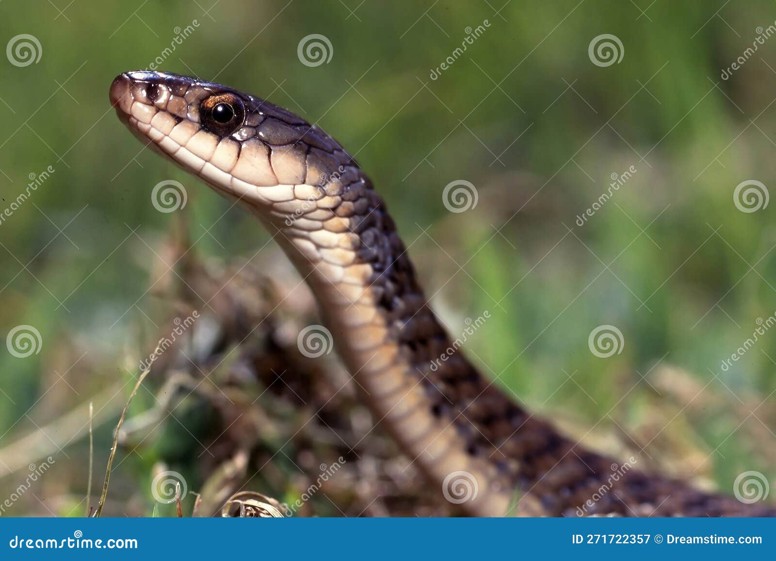 Australian Keelback Snake stock image. Image of wildlife - 271722357