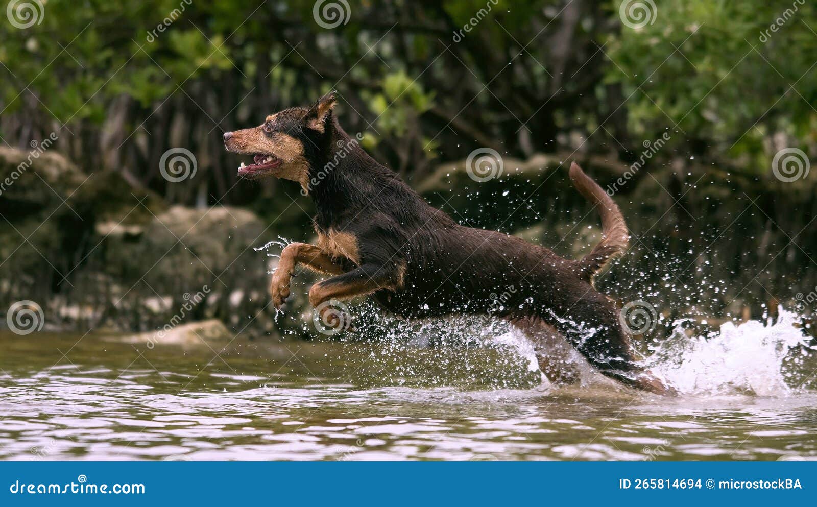 Australian Kelpie Dog Running Stock Photo - Image of australian, nature ...
