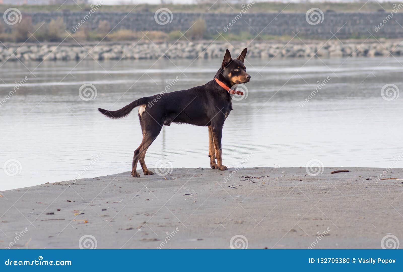 Australian Kelpie dog stock photo. Image of shore, beach - 132705380
