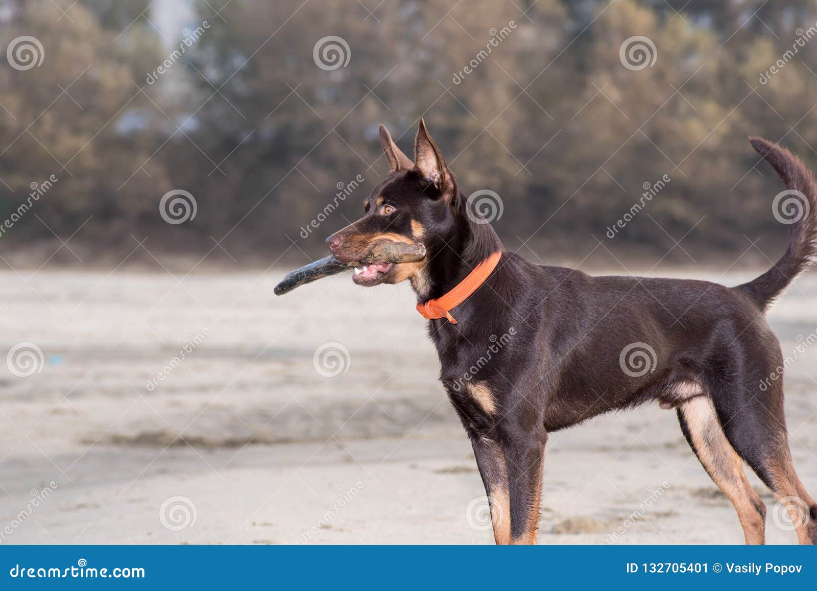 Australian Kelpie dog stock image. Image of orange, autumn - 132705401