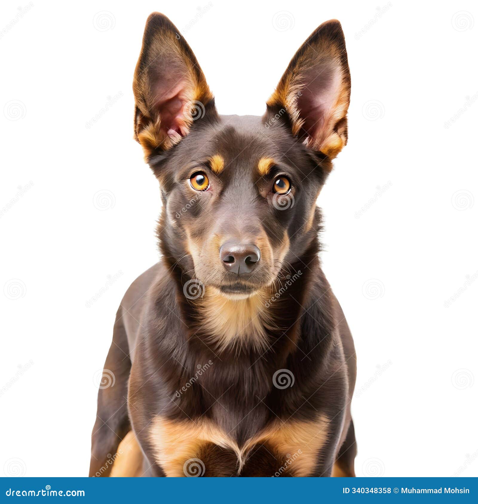 Australian Kelpie Isolated on White Background Stock Illustration ...