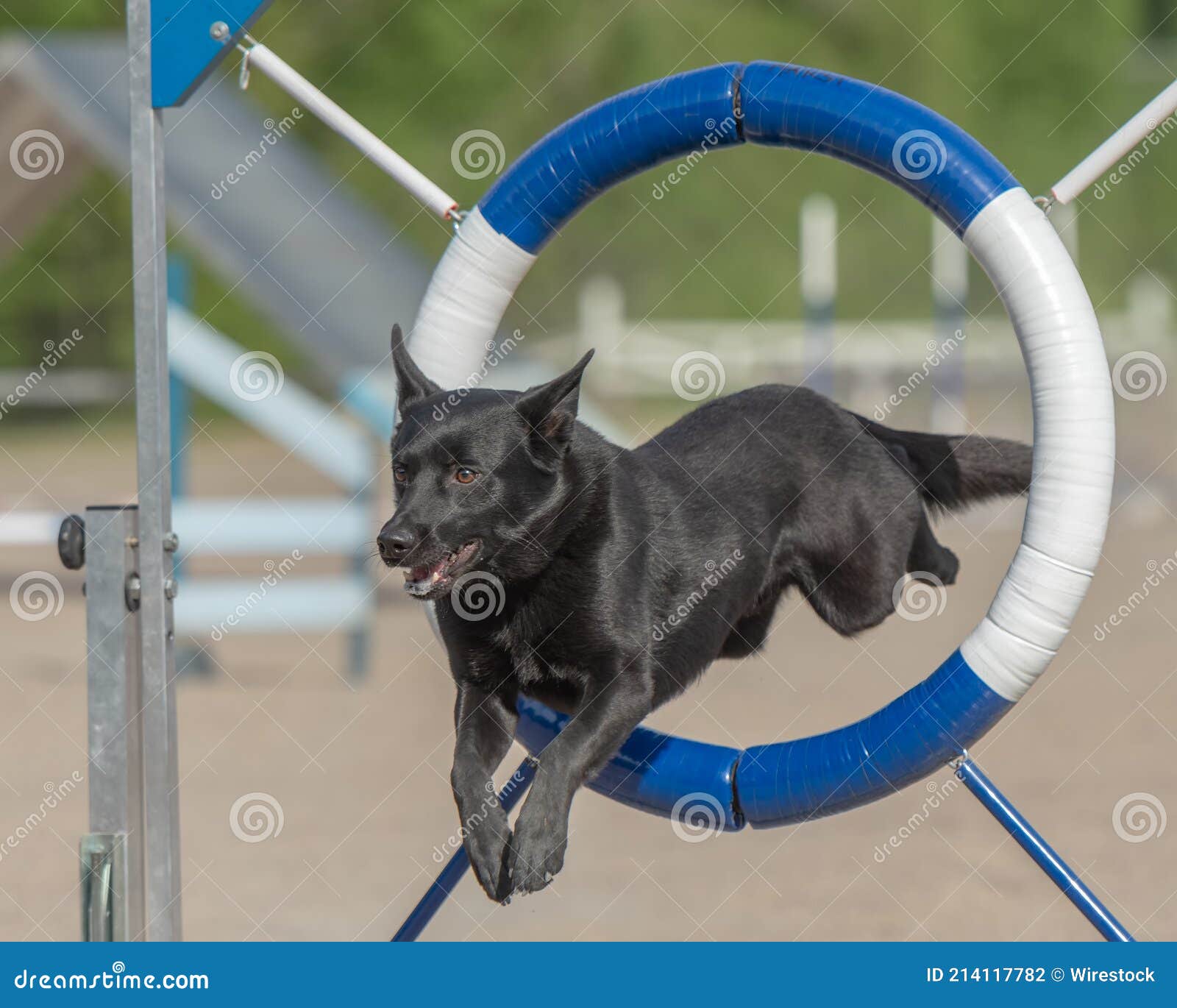 Australian Kelpie Jumping Over an Agility Hurdle Editorial Photography ...