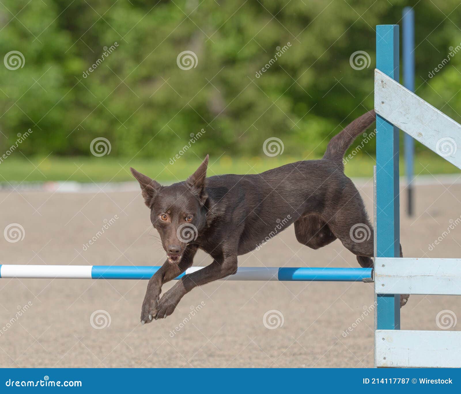 Australian Kelpie Jumping Over an Agility Hurdle Editorial Photography ...