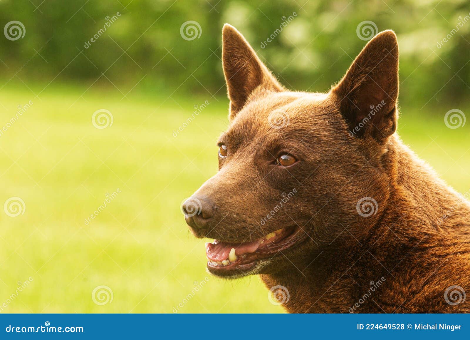 Australian Kelpie Nice Male Head Portrait Stock Photo - Image of furry ...